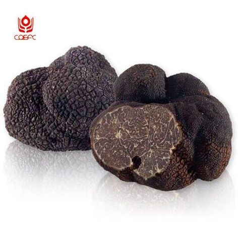 fresh black tuber indicum/truffle mushroom - Buy Wholesale Portobello ...