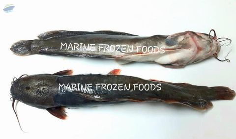 Magur/catfish - Marine Frozen Foods Co., Ltd