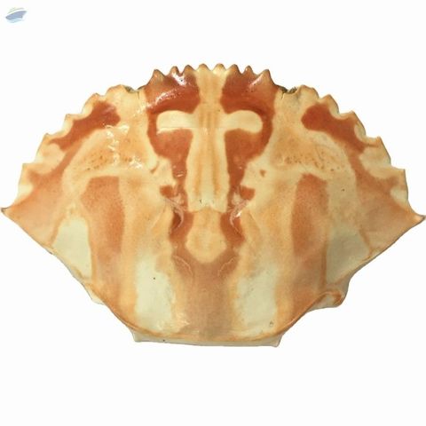 Dried Crab Seashell - Blue Lotus Exim Co., Ltd.