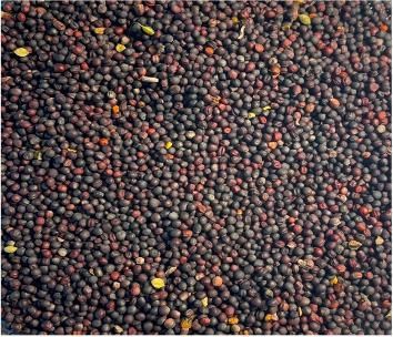 Rape seeds - Buy Wholesale Agriculture Seeds, Wholesale Rape Leaves ...