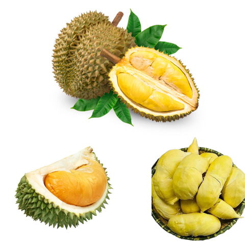 The Best Fresh Durian , Tropical Fruit, fresh durian fruit for sale ...