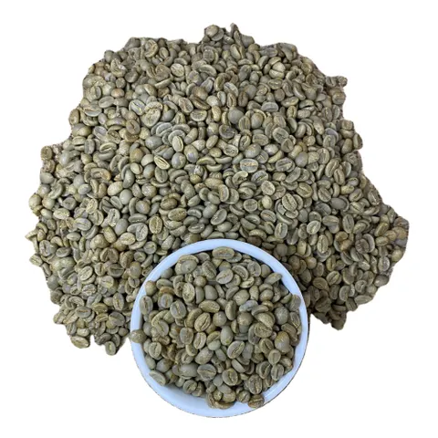 Unroasted Robusta Coffee Beans High Quality Screen 16 Honey Process ...